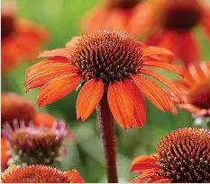 Echinacea ‘Sunseekers Red’ - PressReader