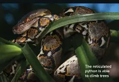 What’s the world’s longest snake? - PressReader