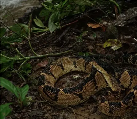Jueza defiende vida de tres individuos de rara especie de serpiente de ...