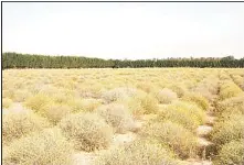 National plant ‘Arfaj’ a pure symbol of Kuwait desert - PressReader