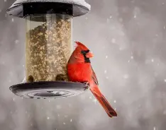 Attract birds to your backyard with what they need - PressReader