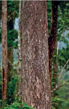 RED LAUAN - PressReader