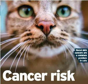 Cancer risk on cat’s nose - PressReader