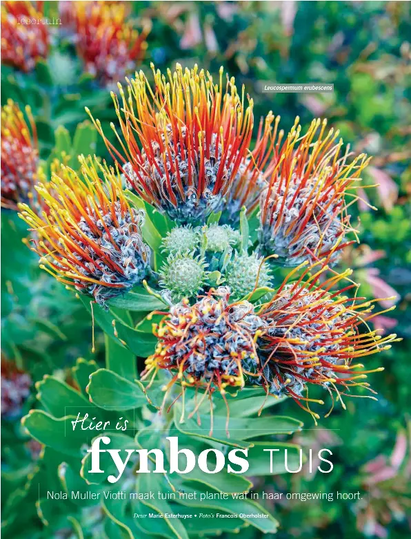 Fynbos kraai koning in dié inheemse tuin - PressReader