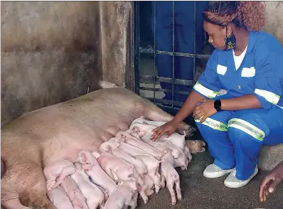 Local pig industry failing to compete regionally, internatio­nally - PressReader