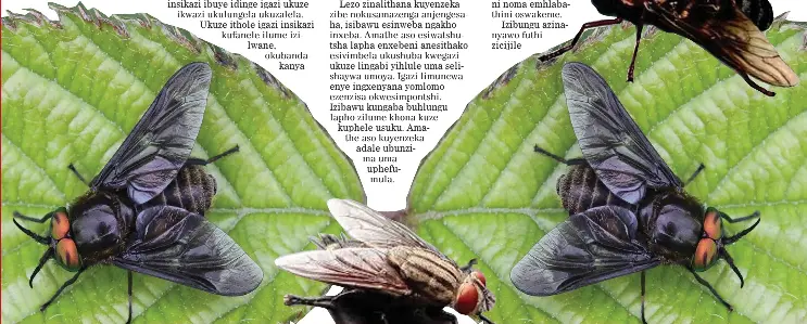 Isibawu - PressReader