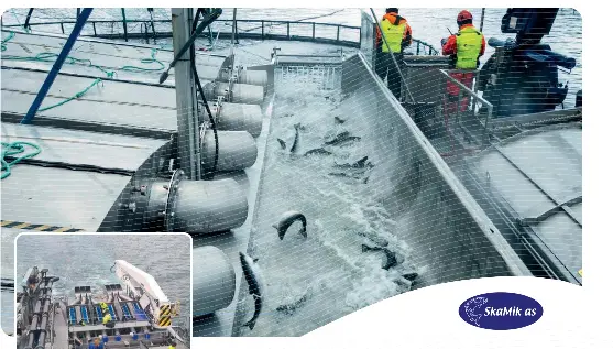 Effective sea lice control the gentle way! - PressReader