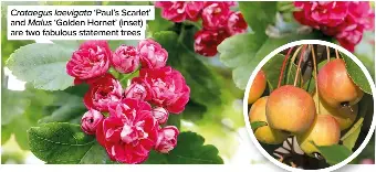 What is a good ‘statement’ tree? - PressReader