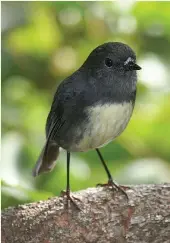 Park visitors asked to look out for friendly robin - PressReader