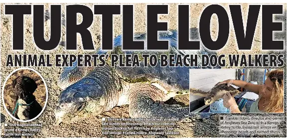 TURTLE LOVE - PressReader