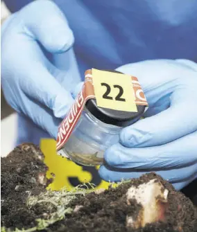 Insects to crime investigat­ion - PressReader