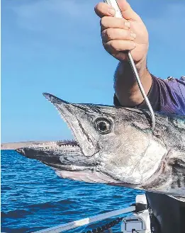 Pricey’s hooked after top - PressReader