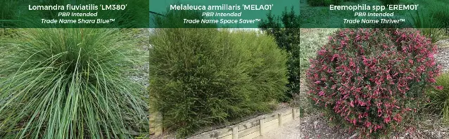 Embrace the Natural Look with Australian Native Plants - PressReader