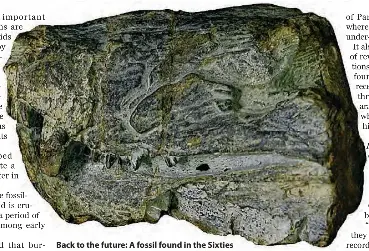 Local scientist discovers new species of ancient reptile - PressReader