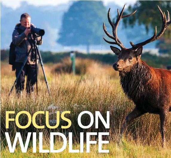 FOCUS ON WILDLIFE - PressReader