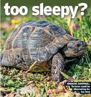 Is tortoise too sleepy? - PressReader