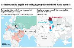 Where eagles dare not: birds shift flight path to avoid Ukraine war - PressReader