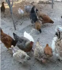 Profeeds Road Runner Feed - PressReader