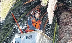 Pigeon cull knocks off 200 feral birds on first night - PressReader