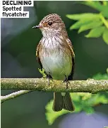 WINTER’S WILDLIFE Rare sighting in my happy valley - PressReader