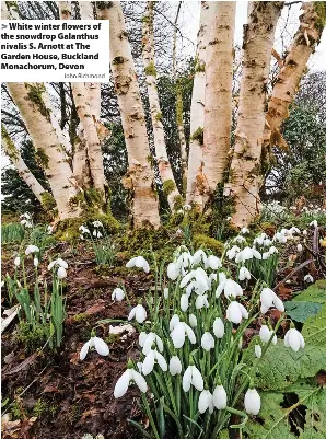 Gardens are set to be blanketed with snowdrops - PressReader