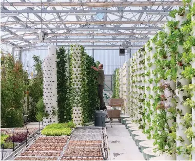 Small, vertical farms pick up where Big Tech firms faltered - PressReader