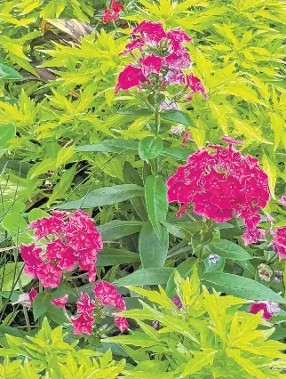 Chartreuse coleus offers dazzling habit, performanc­e - PressReader