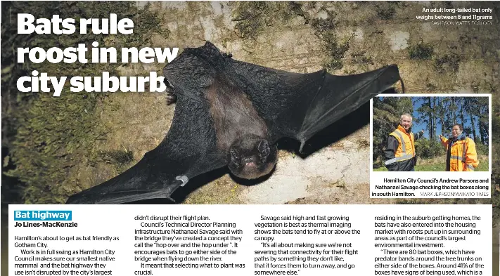 Bats rule roost in new city suburb - PressReader