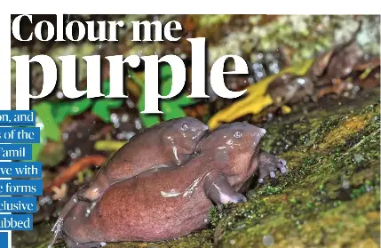 Colour me purple - PressReader