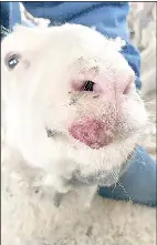 Scabby mouth in goats ... dangerous for man, goats - PressReader