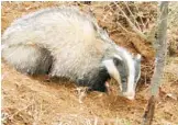 Tejón, otra especie en Peligro de extinción en la Sierra - PressReader