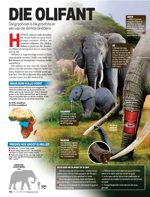 DIE OLIFANT - PressReader
