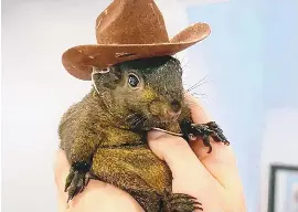 Seizure of squirrel ‘won’t go unheard’ - PressReader
