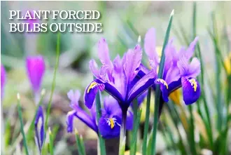 PLANT FORCED BULBS OUTSIDE - PressReader