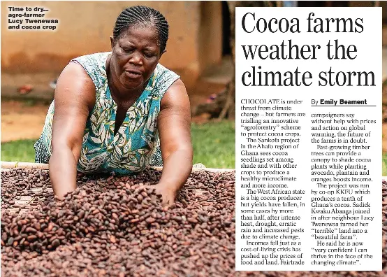 Cocoa farms weather the climate storm - PressReader