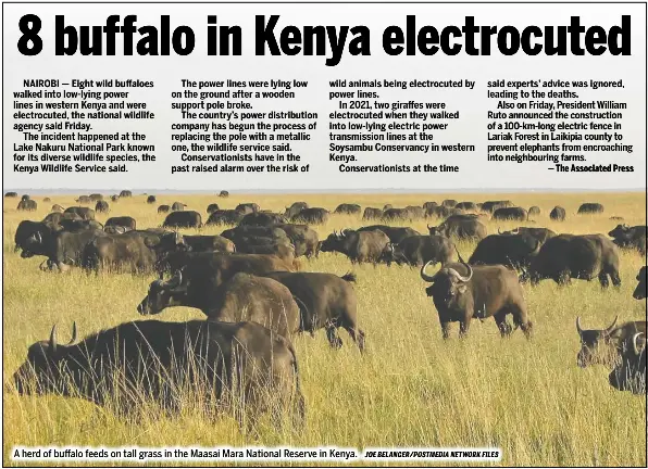 Rescuers in Ukraine pull 5 puppies from the rubble 8 buffalo in Kenya electrocut­ed - PressReader