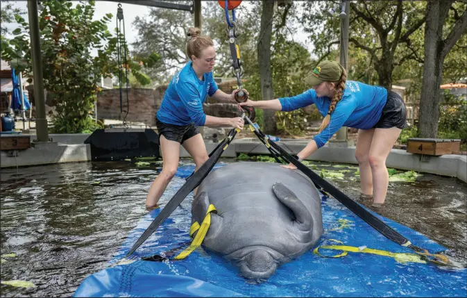 What it takes to save a manatee: Planes, cranes and automobile­s ...