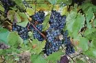 English wine proving to be a refreshing investment - PressReader