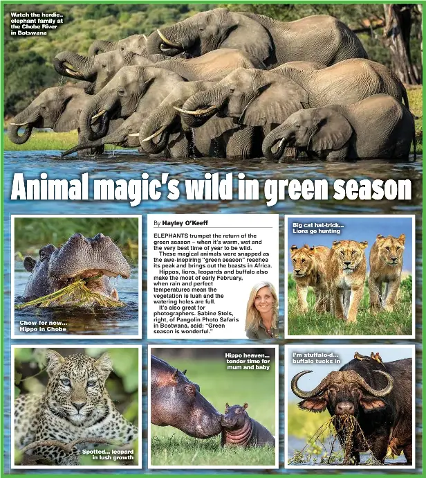 Animal magic’s wild in green season - PressReader