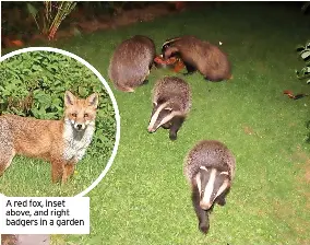 Badgers find calm during rail strike - PressReader