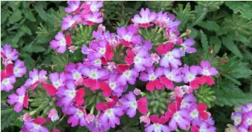 Annuals you’ll want to plant next spring - PressReader