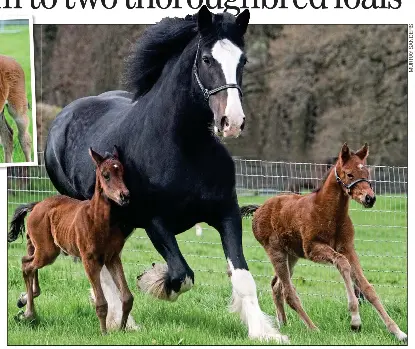 How Sammy the shire horse became proud mum to two thoroughbr­ed foals ...