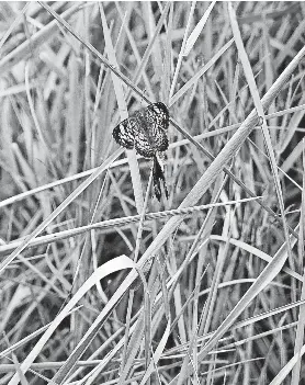 How to create a wildlife habitat at home - PressReader