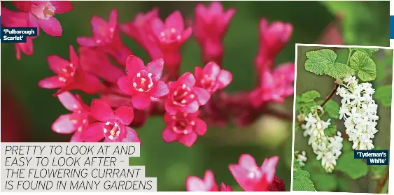 Currant affairs - PressReader