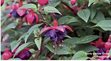 Semi-double red and white ‘Alice Hoffman’ AGM - PressReader