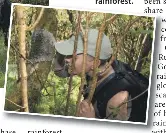 Craignish rainforest project wins share of £1.76M fund - PressReader