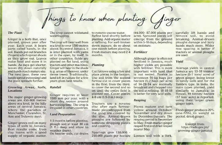 Things to know when planting Ginger - PressReader