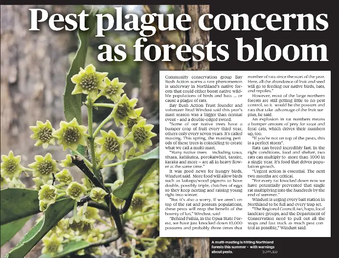 Pest plague concerns as forests bloom - PressReader