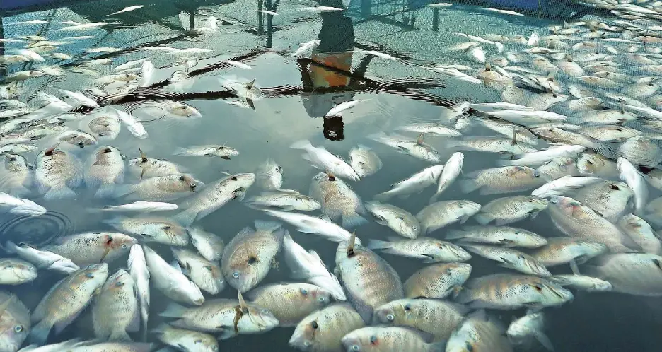 Fish kill spotlights pangs of Periyar - PressReader