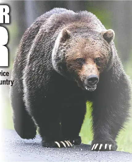 LOADED FOR BEAR - PressReader